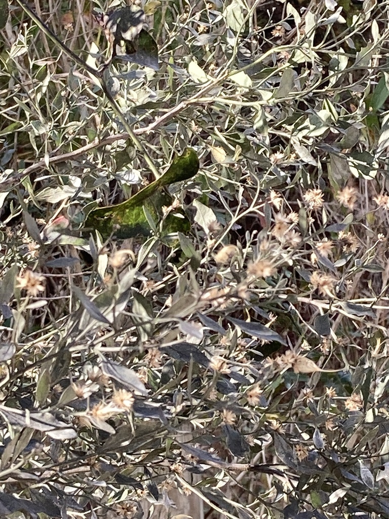 groundsel tree from SW Carl Wilson Rd, Fort White, FL, US on December ...
