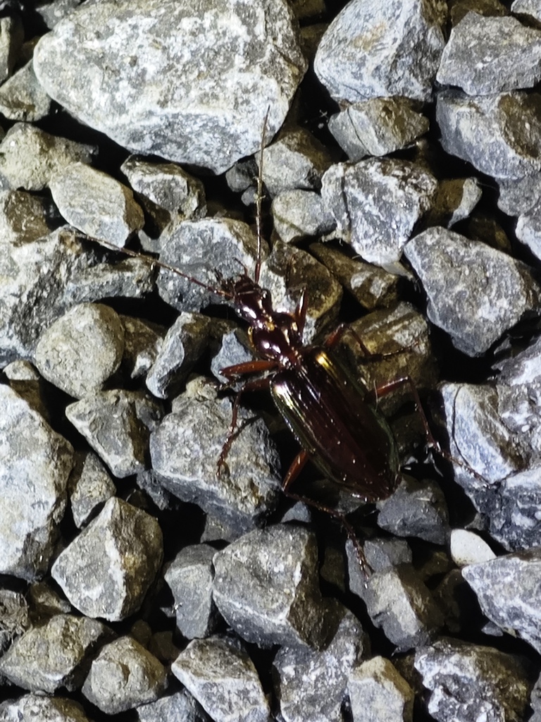 Platynini from 中国湖北省神农架林区 on July 15, 2024 at 10:21 PM by zhangwei ...