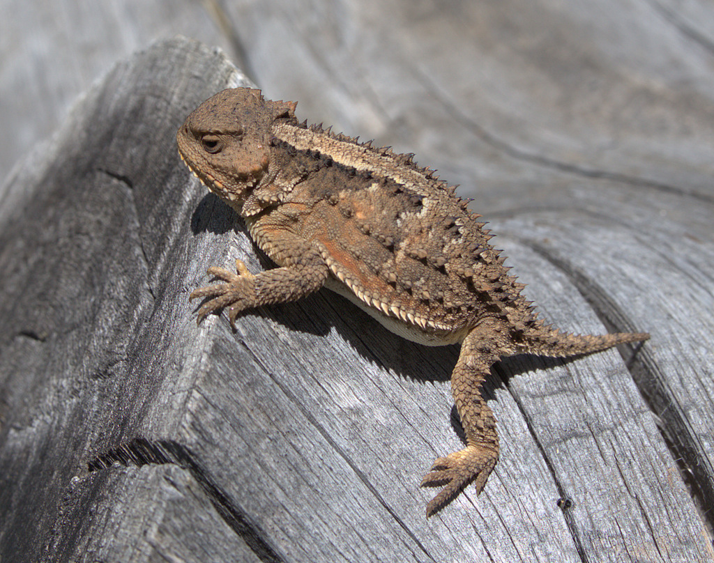 Greater Short-horned Lizard from Iron County, UT, USA on August 02 ...