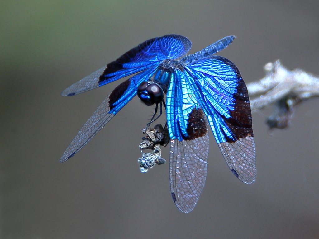 Jewel Flutterer from Cairns QLD, Australia on February 18, 2019 at 09: ...