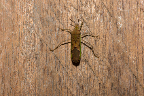 Homoeocerus borneensis · iNaturalist