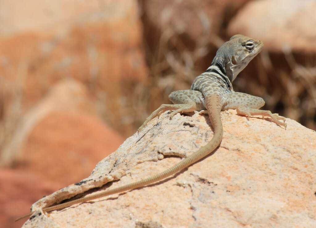 Desert Collared Lizard from Red Rock Canyon National Conservation Area ...