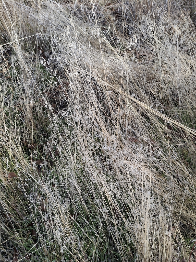 bromes from Salt Lake City, UT 84123, USA on December 20, 2024 at 11:13 ...