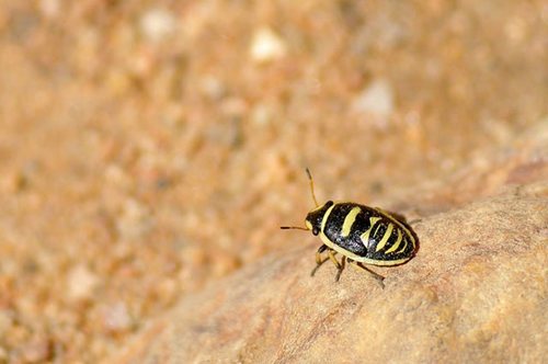 Genus Ippatha · iNaturalist