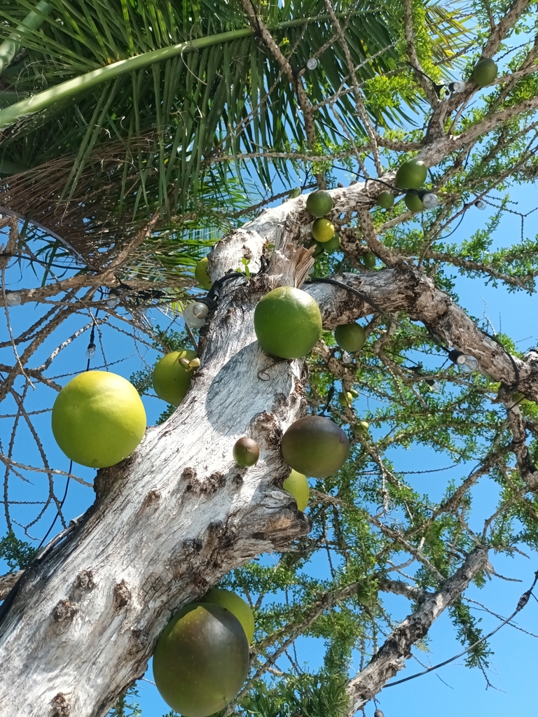 Winged Calabash from PHWF+C9, 63727 Punta del Burro, Nay., Mexico on ...