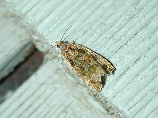 Raspberry Leafroller Moth from Bedford Audubon Society, Katonah, NY ...