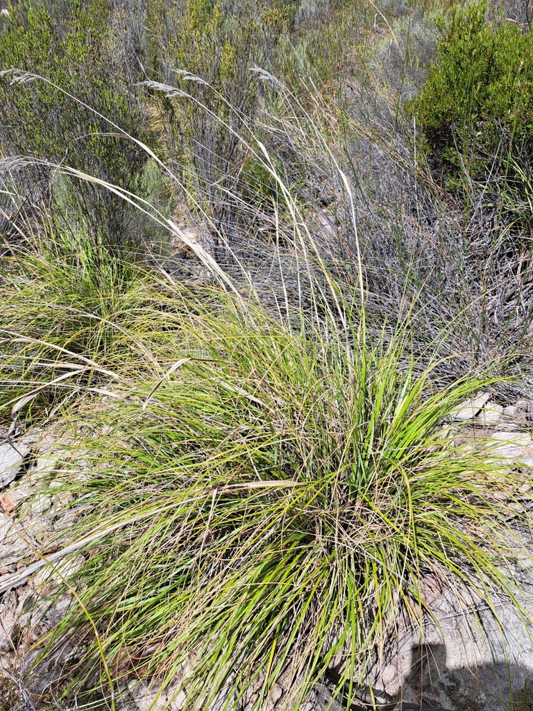 Cape Wire Grass from Breede River DC, South Africa on December 13, 2024 ...