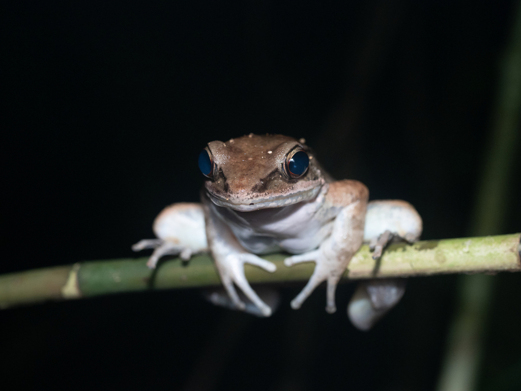 Greater Tip-nosed Frog in July 2024 by Shou. Ishigaki island. At night ...
