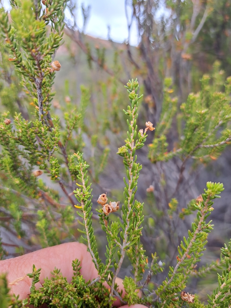 Heaths from Breede River DC, South Africa on December 13, 2024 at 09:17 ...