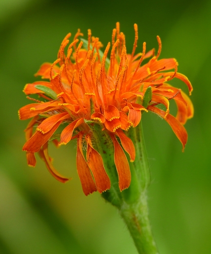 Orange Agoseris (Variety Agoseris aurantiaca aurantiaca) · iNaturalist