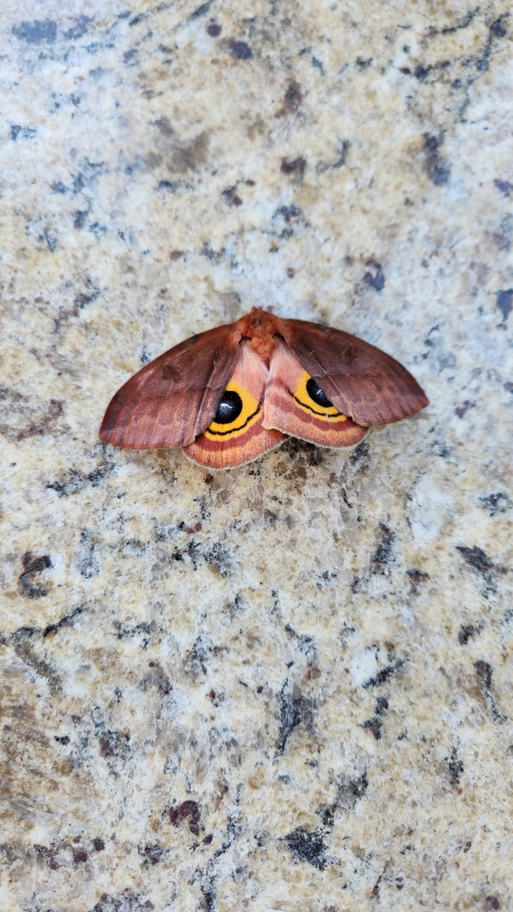 Io Moth from South Miami Heights, FL, USA on December 20, 2024 at 02:43 ...