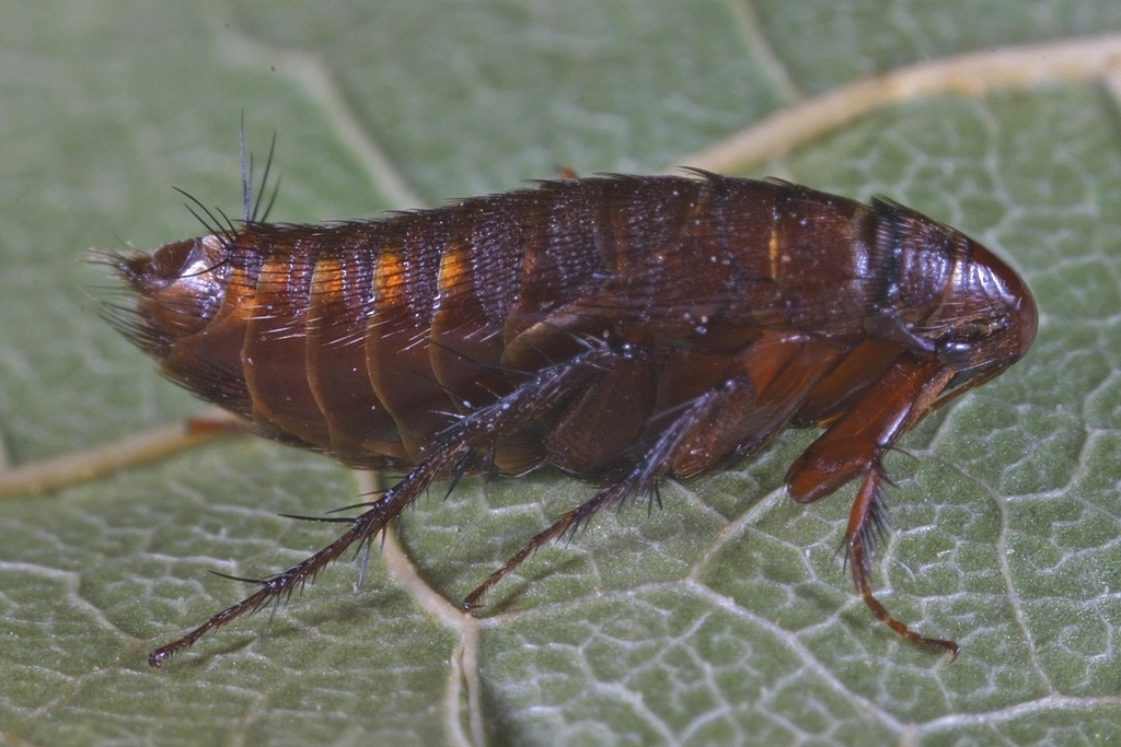 Mountain Beaver Flea from Pierce County, US-WA, US on June 20, 2014 by ...