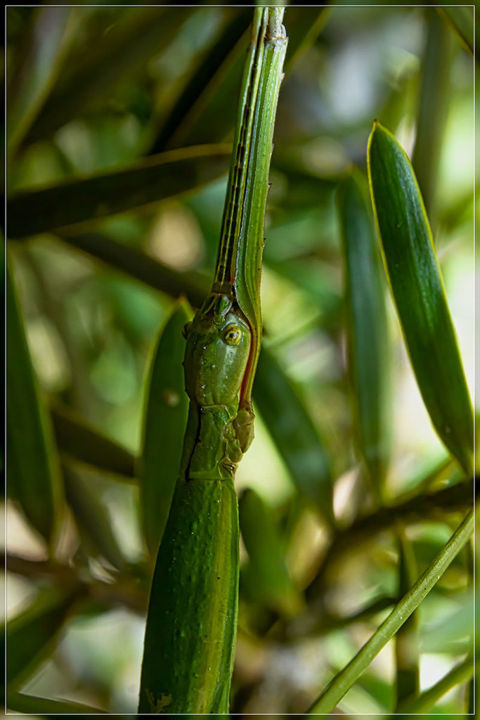 Smooth Stick Insect from Travis Wetland, Christchurch on July 22, 2019 ...