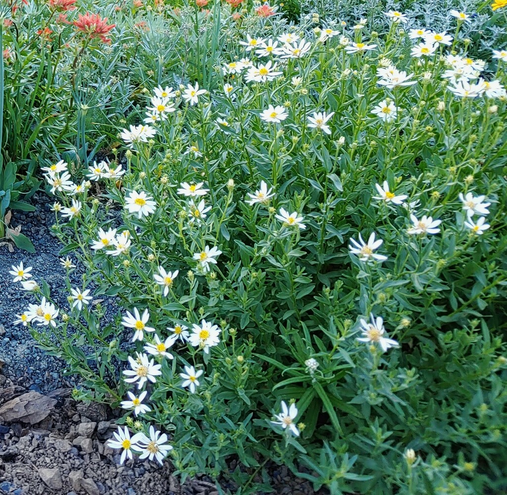 Olympic Aster in July 2022 by pilgrim123 · iNaturalist
