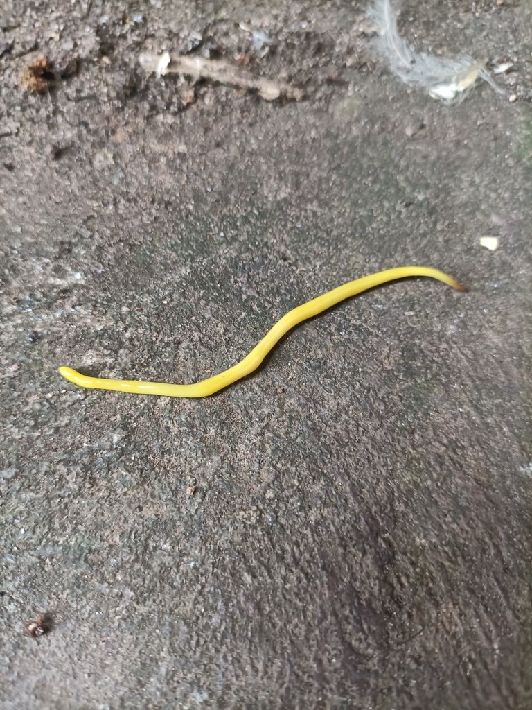 Canary Worm from Tantanoola SA 5280, Australia on December 20, 2024 at ...