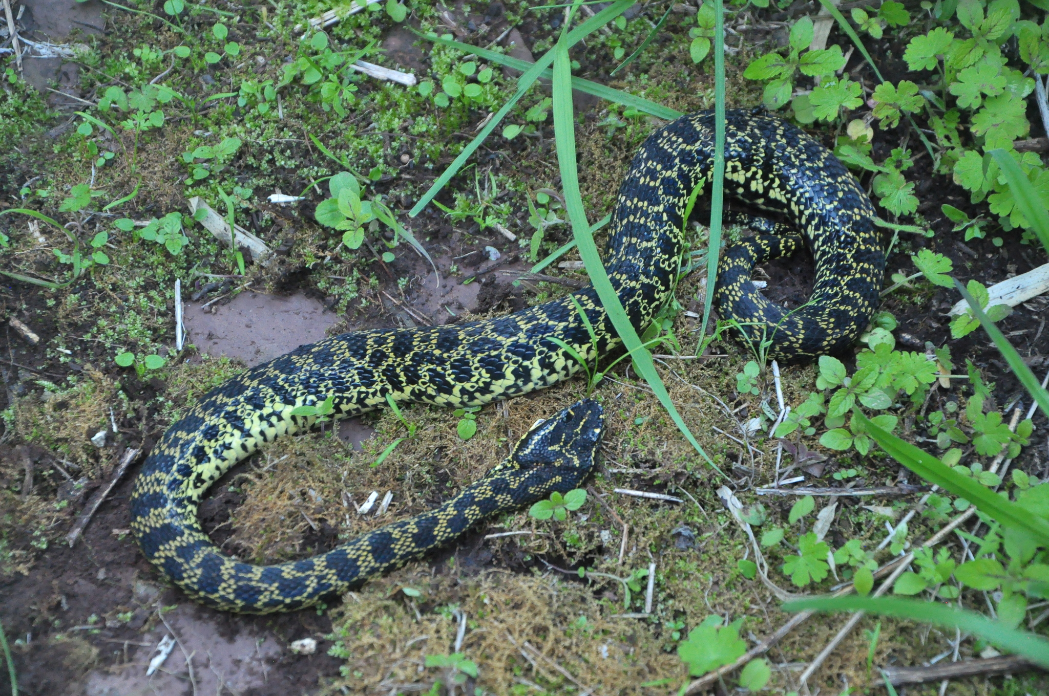 Protobothrops jerdonii (Günther, 1875)
