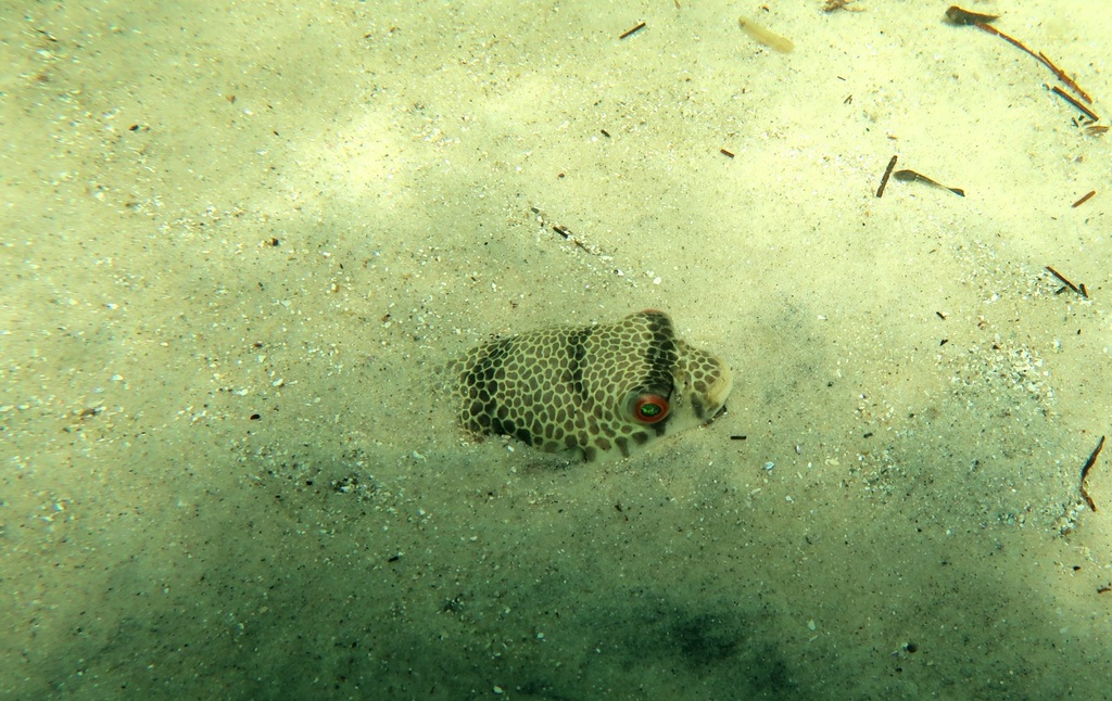 Smooth Toadfish from Hobart memorial lookout on December 20, 2024 by ...