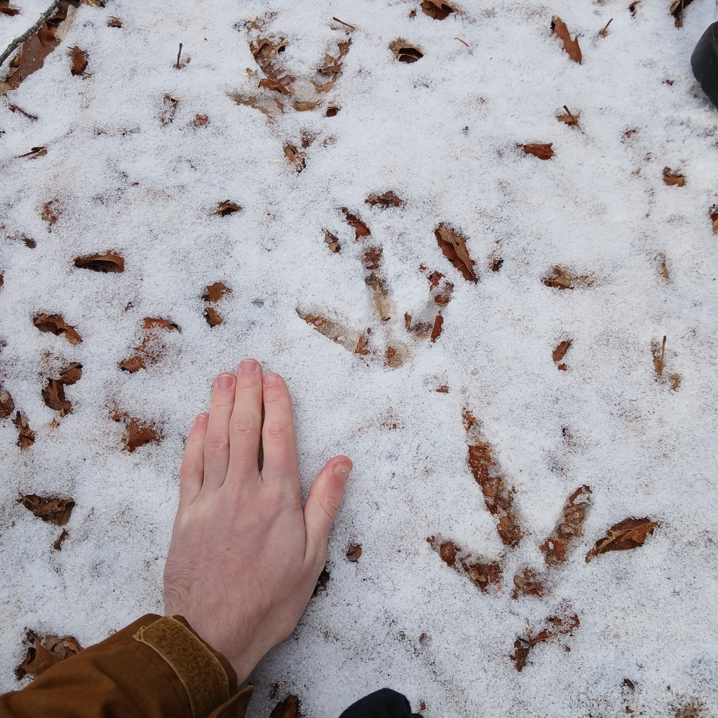 Wild Turkey in December 2024 by statelyelms. Hand for scale, 7.5cm/3 ...