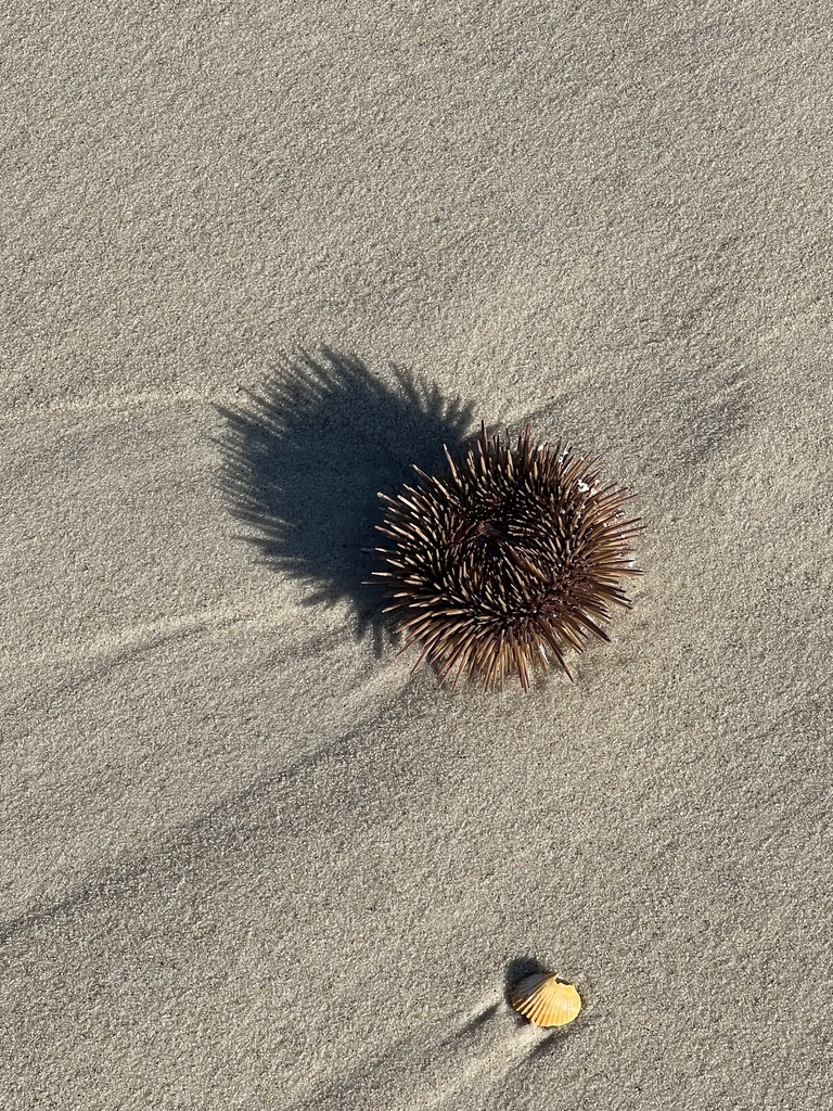 Western Pacific purple sea urchin from South Pacific Ocean, Hawks Nest ...