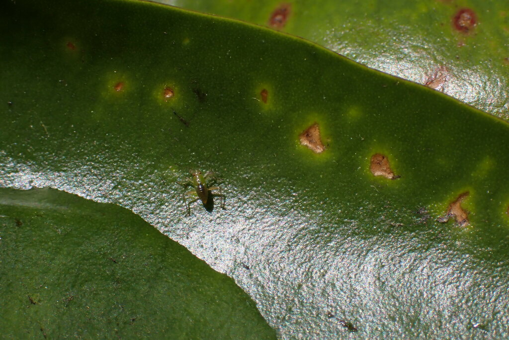 Mulsant's Water Treader from Lackawanna County, PA, USA on July 3, 2024 ...