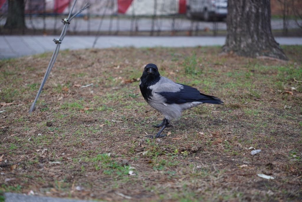 Hooded Crow from 10117 Berlin, Alemania on December 20, 2024 at 07:26 ...