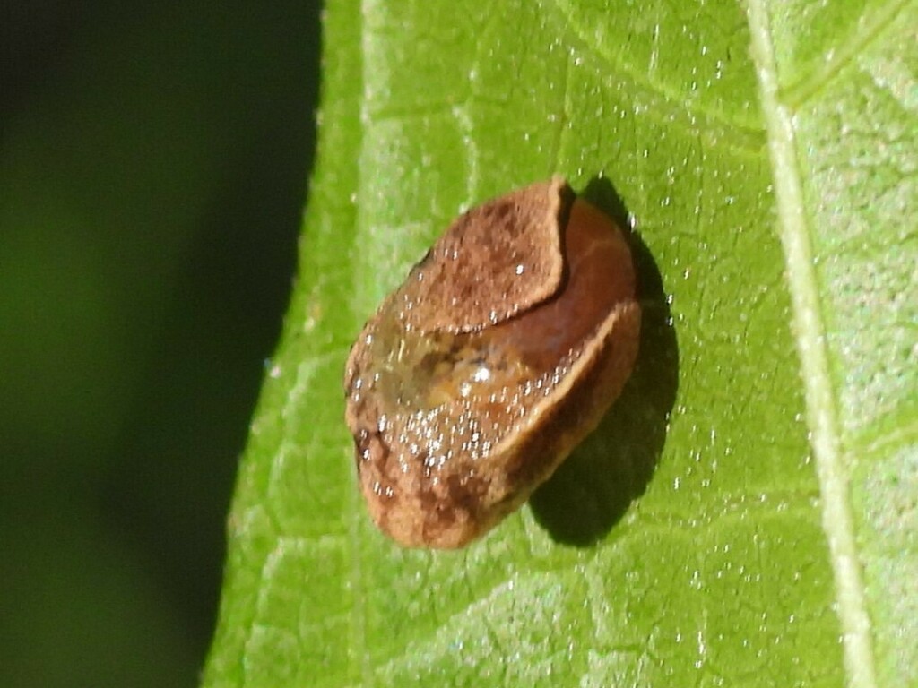 Iridescent Semi-Slug from Coomba Park NSW 2428, Australia on December ...