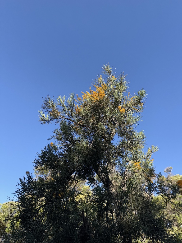 Western Australian Christmas Tree from Serenity Parkway, Hammond Park ...