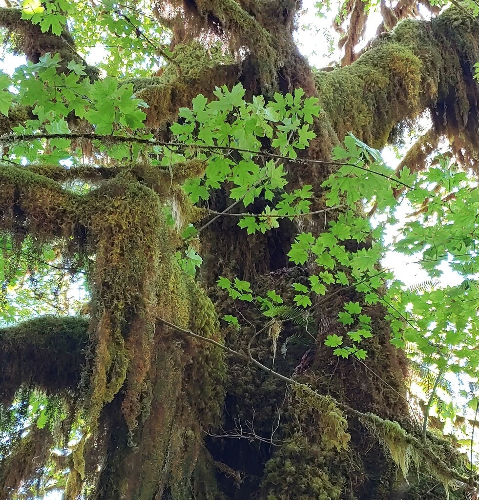 bigleaf maple from Jefferson County, WA, USA on July 31, 2022 at 02:36 ...