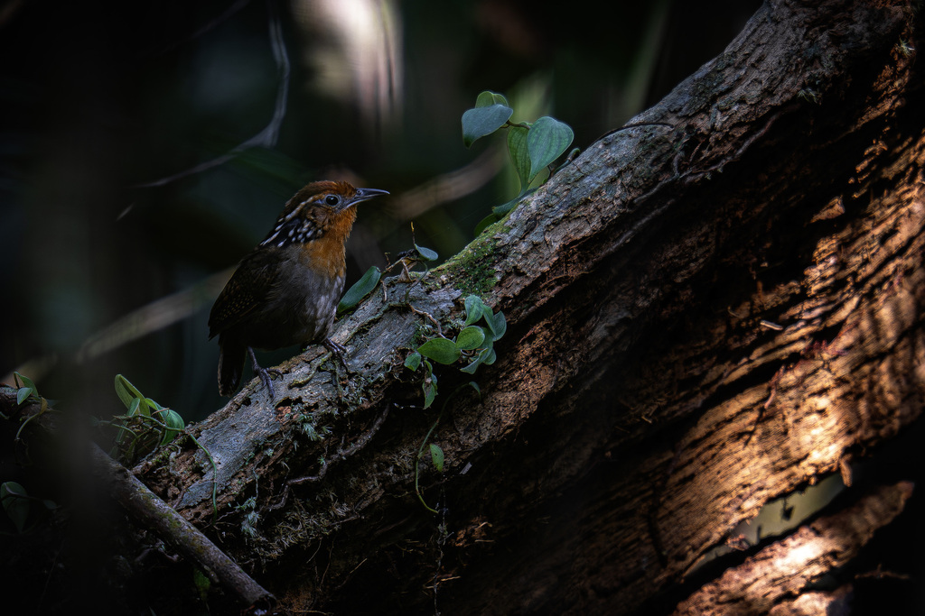 Musician Wren from Cachoeira da Onça, Presidente Figueiredo on ...
