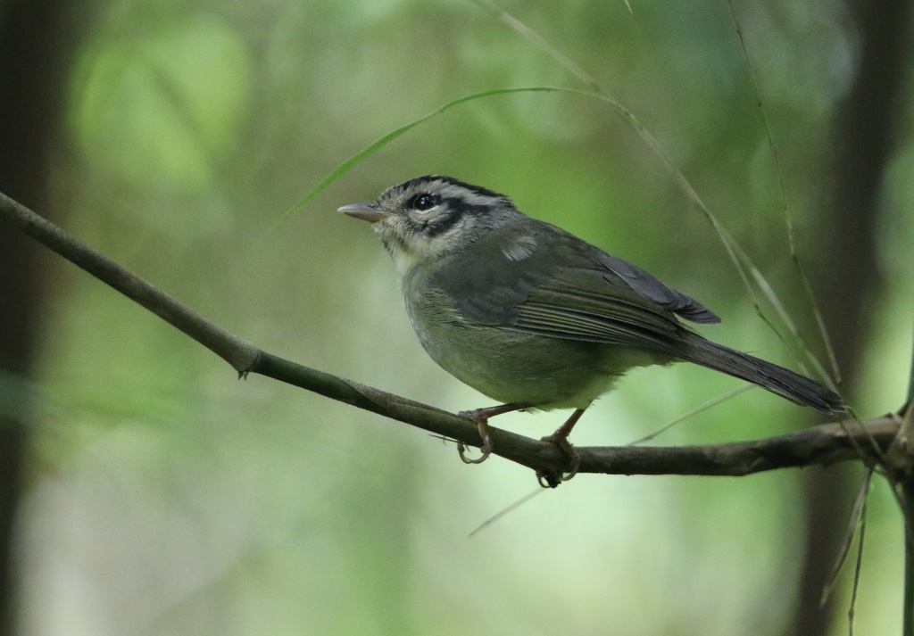 Costa Rican Warbler from San José Province, Rivas, Costa Rica on ...
