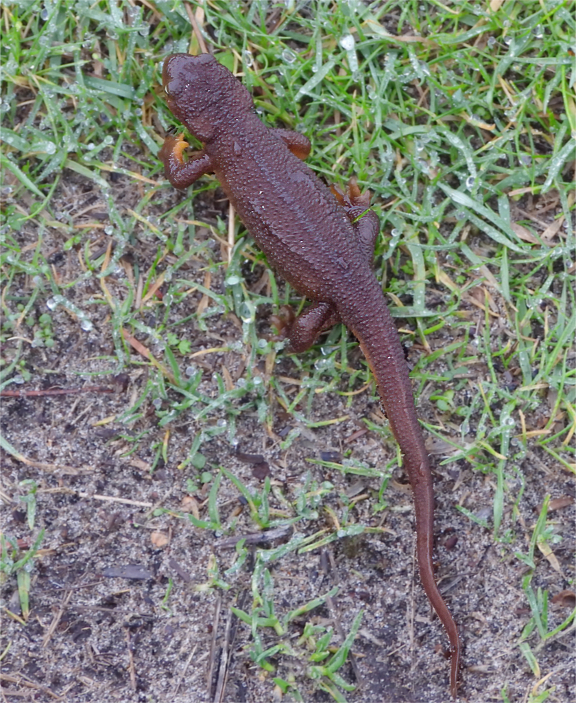 Rough-skinned Newt from Sunset Beach SRA on December 20, 2024 at 09:27 ...