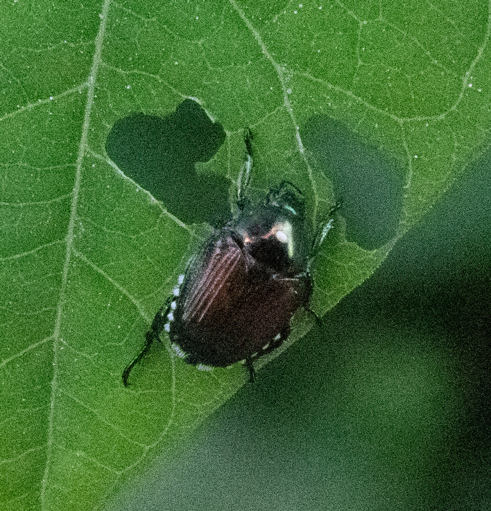 Winged and Once-winged Insects from Calais, VT, USA on July 26, 2024 at ...