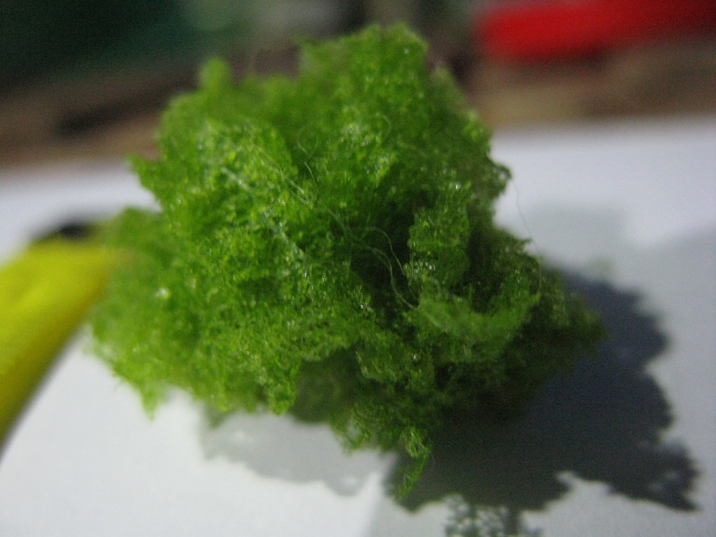 Boodlea composita (Algas marinas de Costa Rica) · iNaturalist