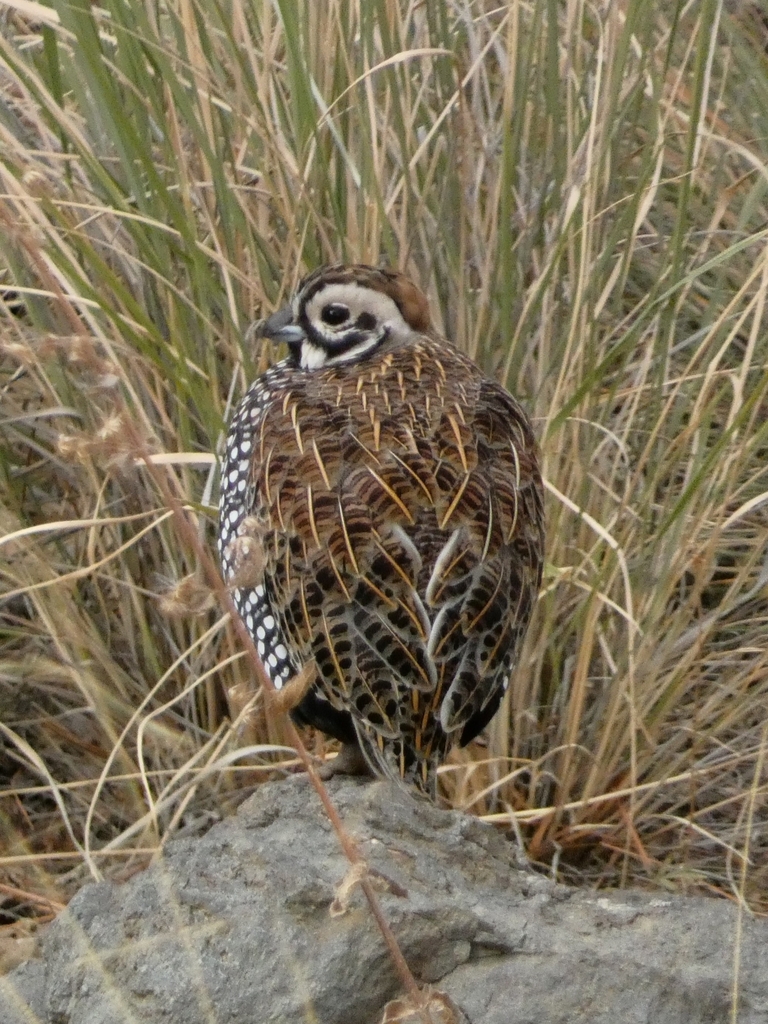 Montezuma Quail from San Simon, AZ 85632, USA on November 27, 2024 at ...
