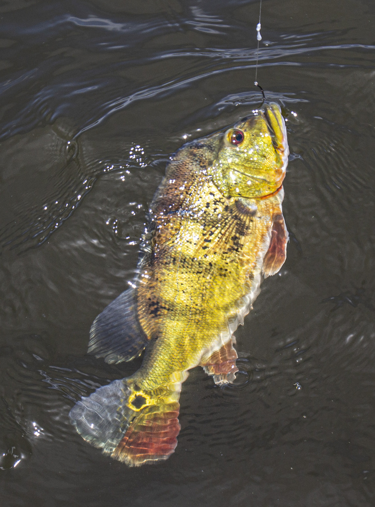 Butterfly Peacock Bass from Palm Beach County, FL, USA on June 29, 2017 ...