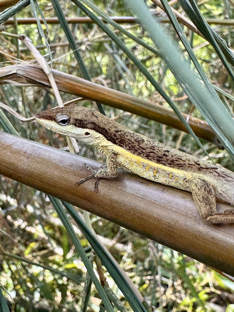 Puerto Rican Bush Anole from Puerto Rico, Toa Baja, PR, US on December ...