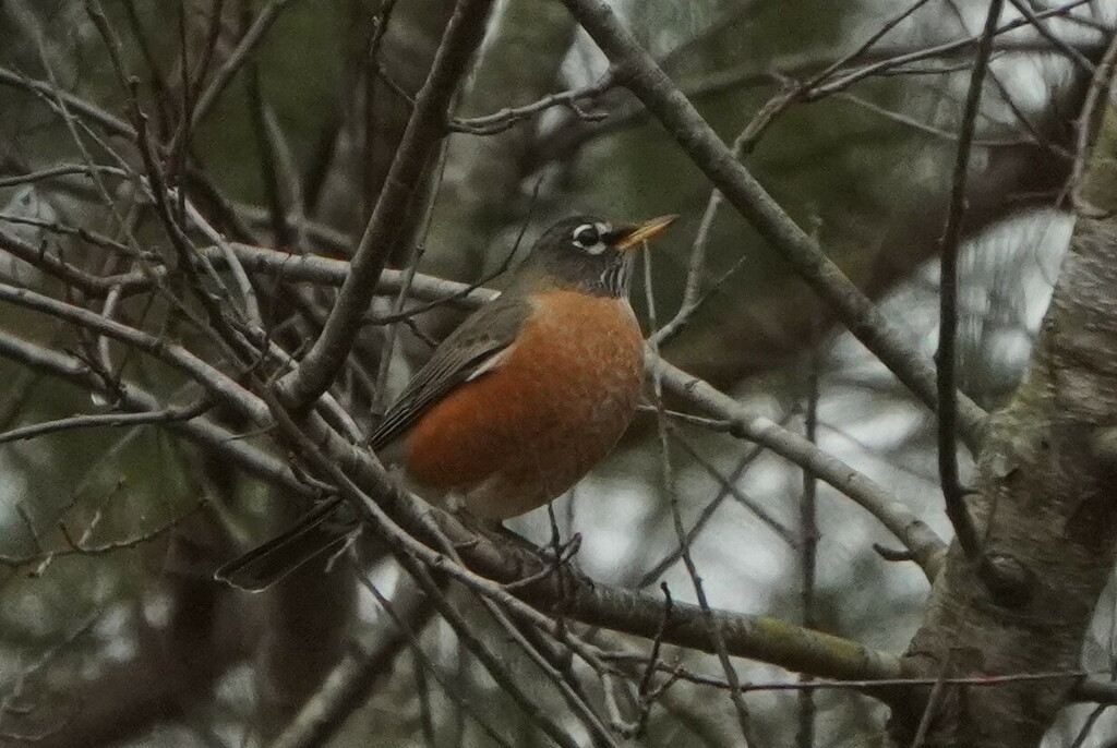 American Robin from Northwest, Virginia Beach, VA, USA on December 20 ...