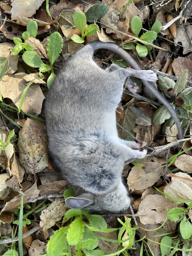 Big-eared Woodrat from Esquiline Rd, Carmel Valley, CA, US on December ...