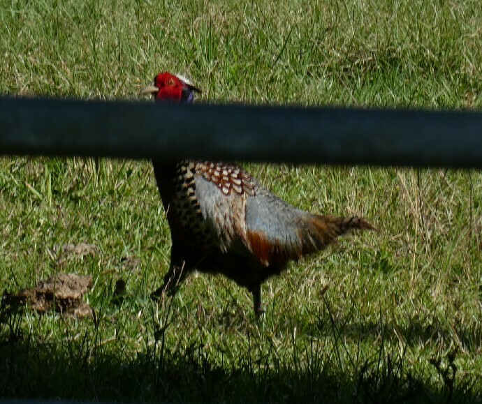 Ring-necked Pheasant from Florida, Okeechobee, SE 34th Street area east ...