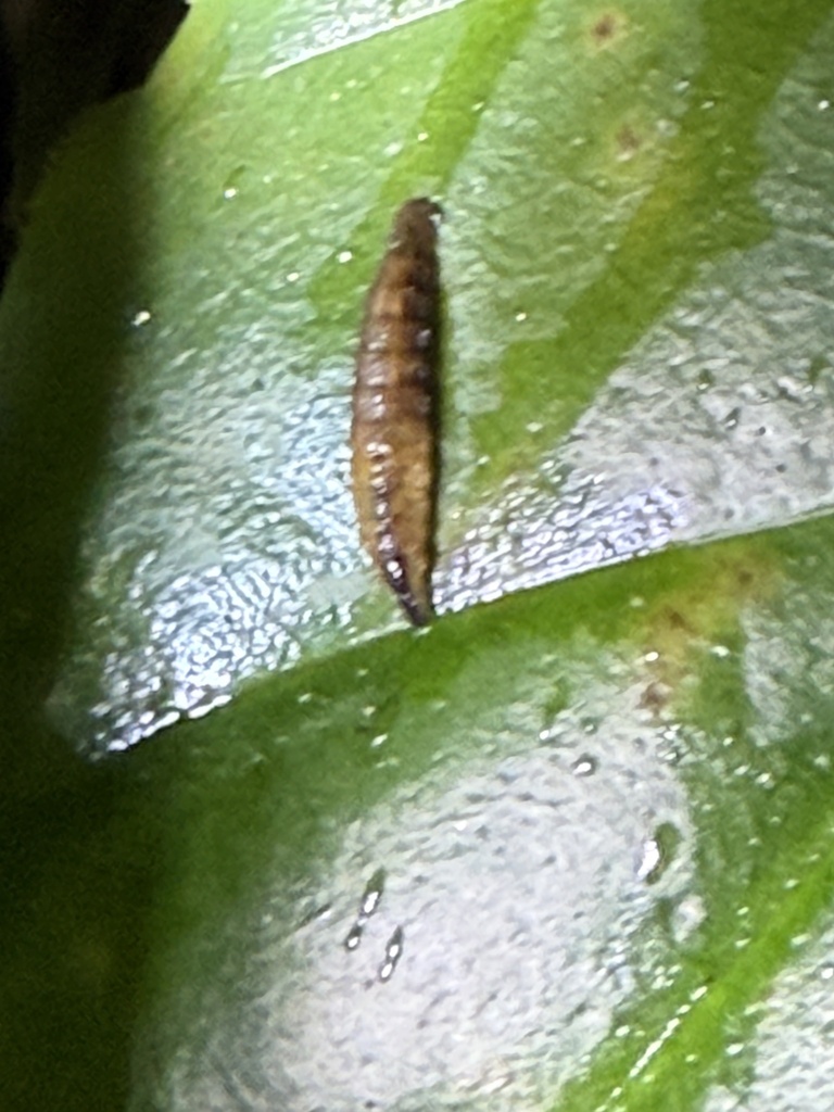 Winged and Once-winged Insects from Mystical Trail, San Ramon, Alajuela ...