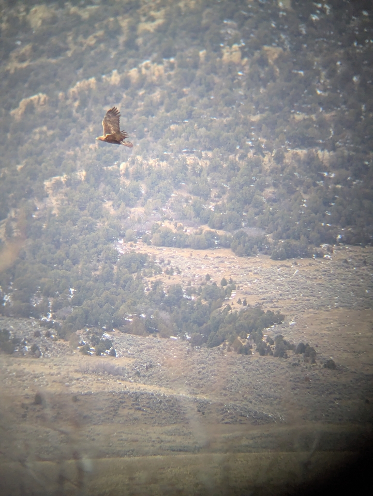 Golden Eagle from Meeker, CO 81641, USA on December 16, 2024 at 03:32 ...