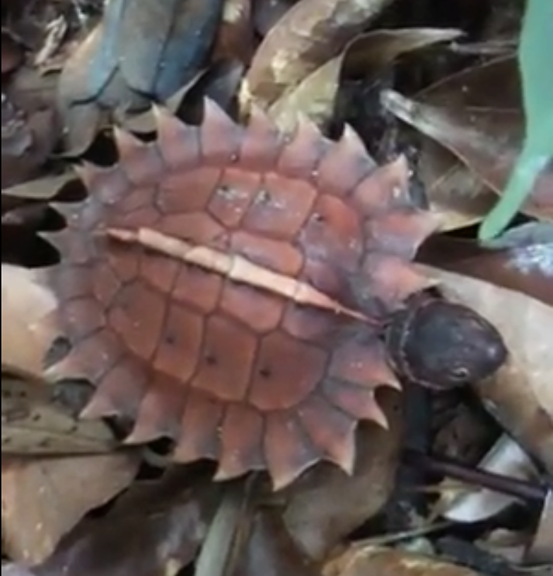 Spiny Terrapin in January 2019 by Jade Neo GC · iNaturalist