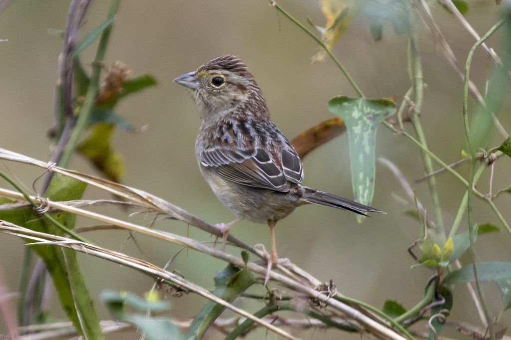 Bachman's Sparrow in February 2019 by Eliot VanOtteren · iNaturalist