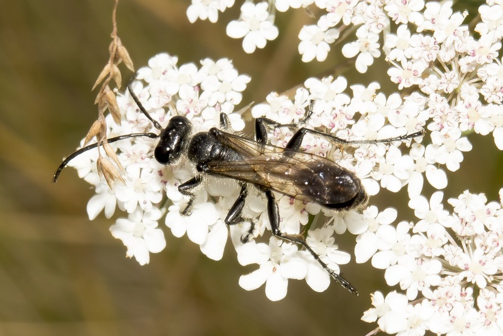 Grass-carrying Wasps from Armidale NSW 2350, Australia on December 17 ...