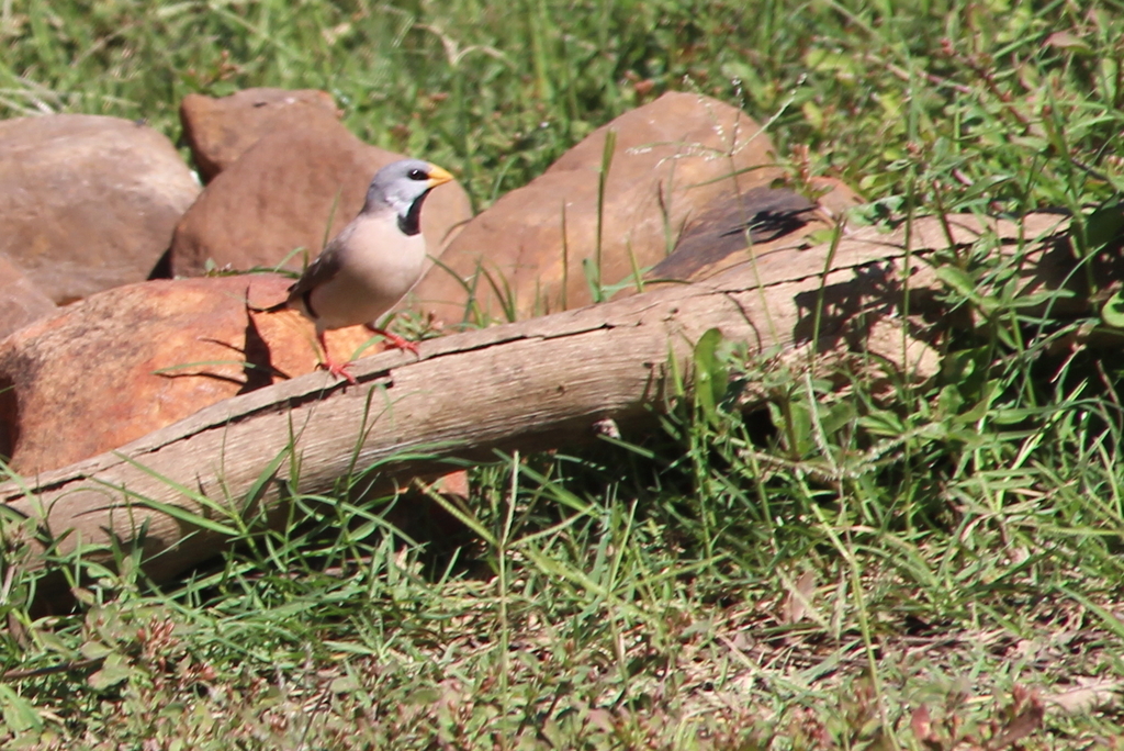 Yellow-billed Long-tailed Finch from Wyndham WA 6740, Australia on June ...