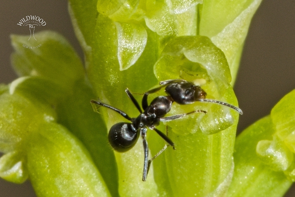 Leptomyrmecin Ants from Tauhara, Taupō, New Zealand on November 12 ...