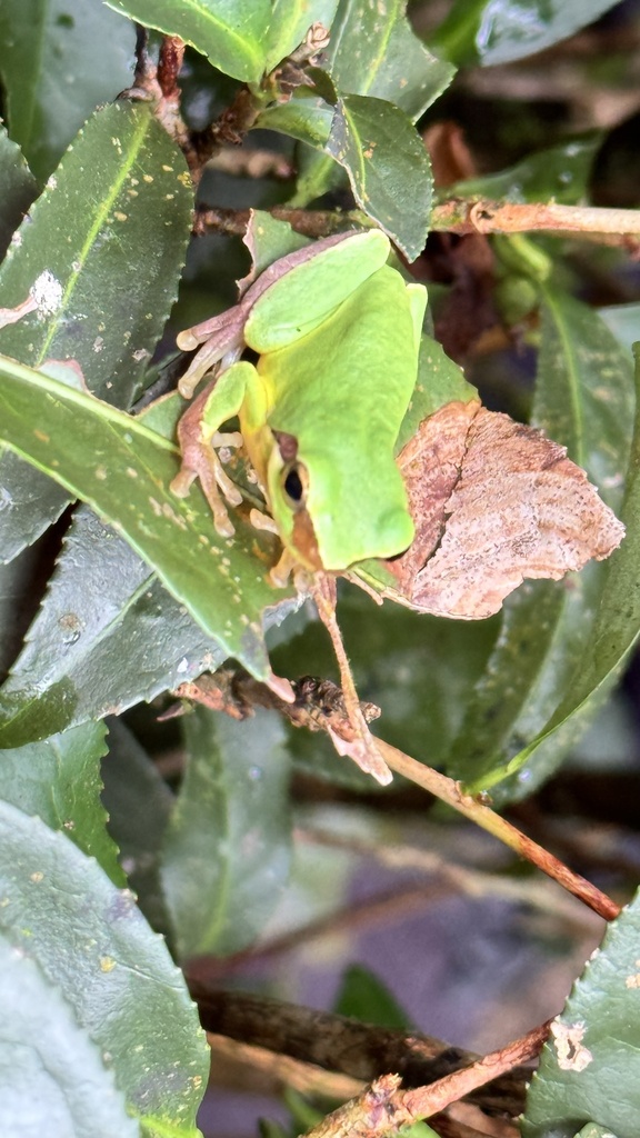 Common Chinese Tree Frog from 臺灣島, 坪林區, 新北市, TW on November 16, 2024 at ...