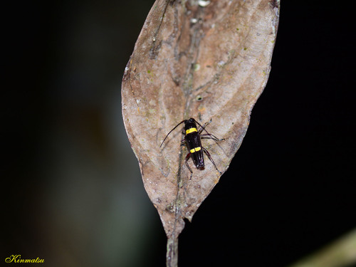Glenea funerula · iNaturalist