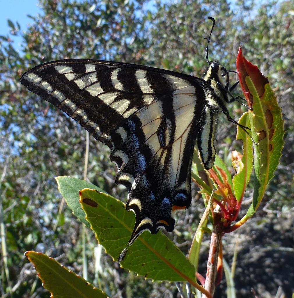 Pale Swallowtail from Sycuan Peak, California 91935, USA on May 3, 2018 ...