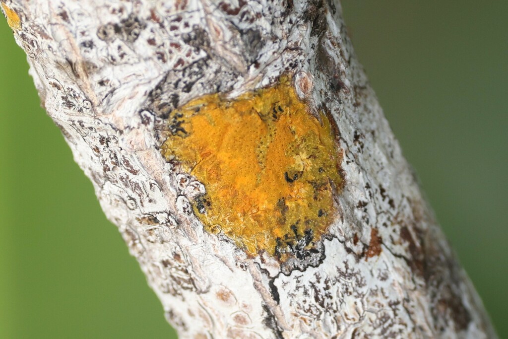 Pyrenula cerina from Monroe County, FL, USA on November 2, 2024 at 12: ...